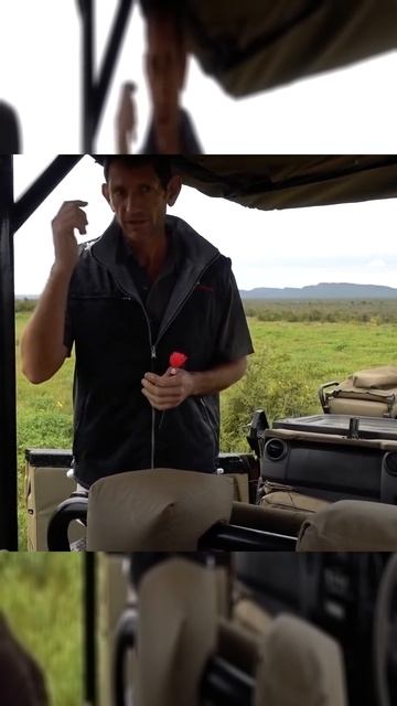 "Как мы отлавливали дикую кошку и вживили ей чип за 30 минут"