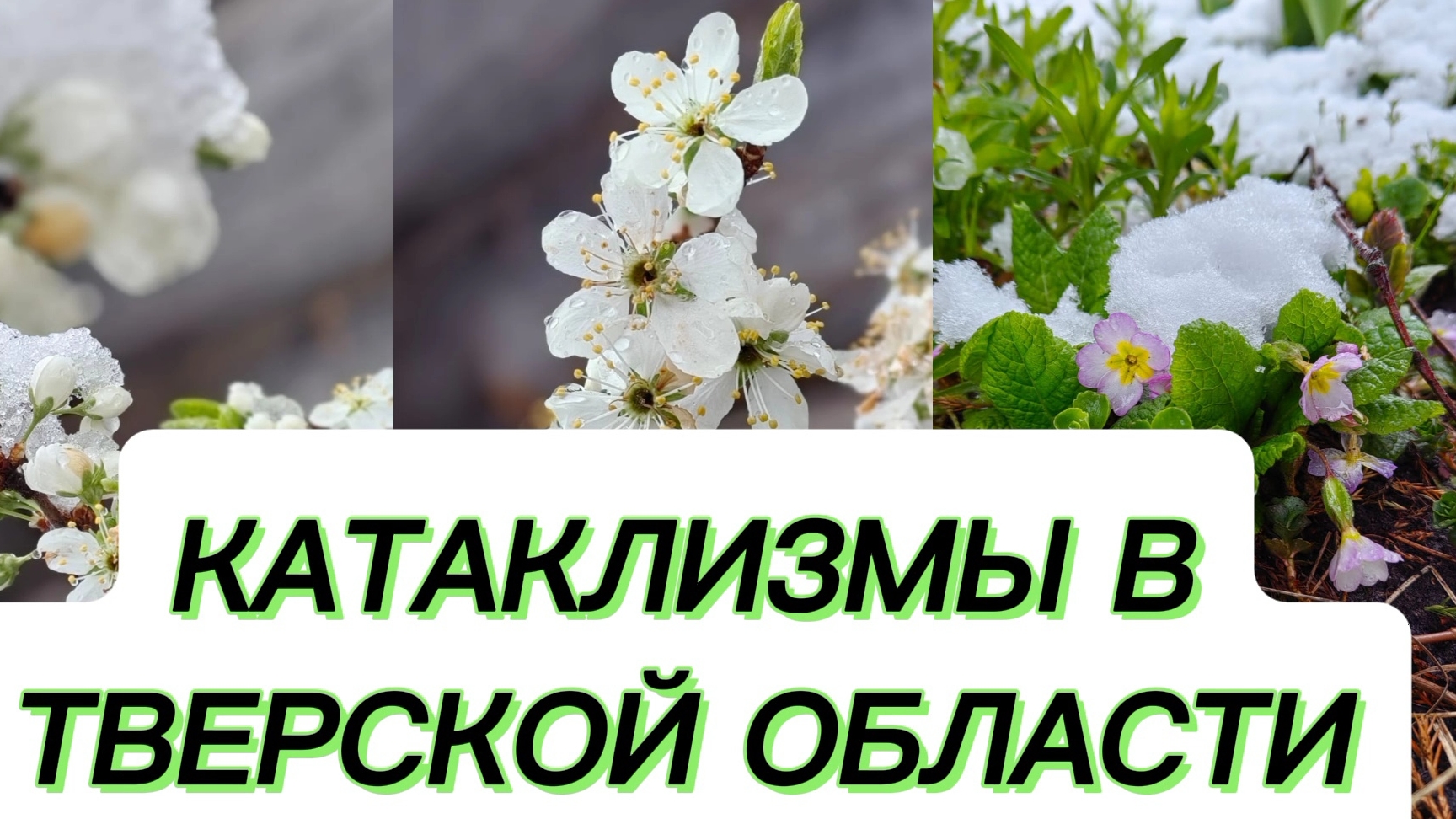 Катаклизмы в Тверской обл.
В мае пришла зима.