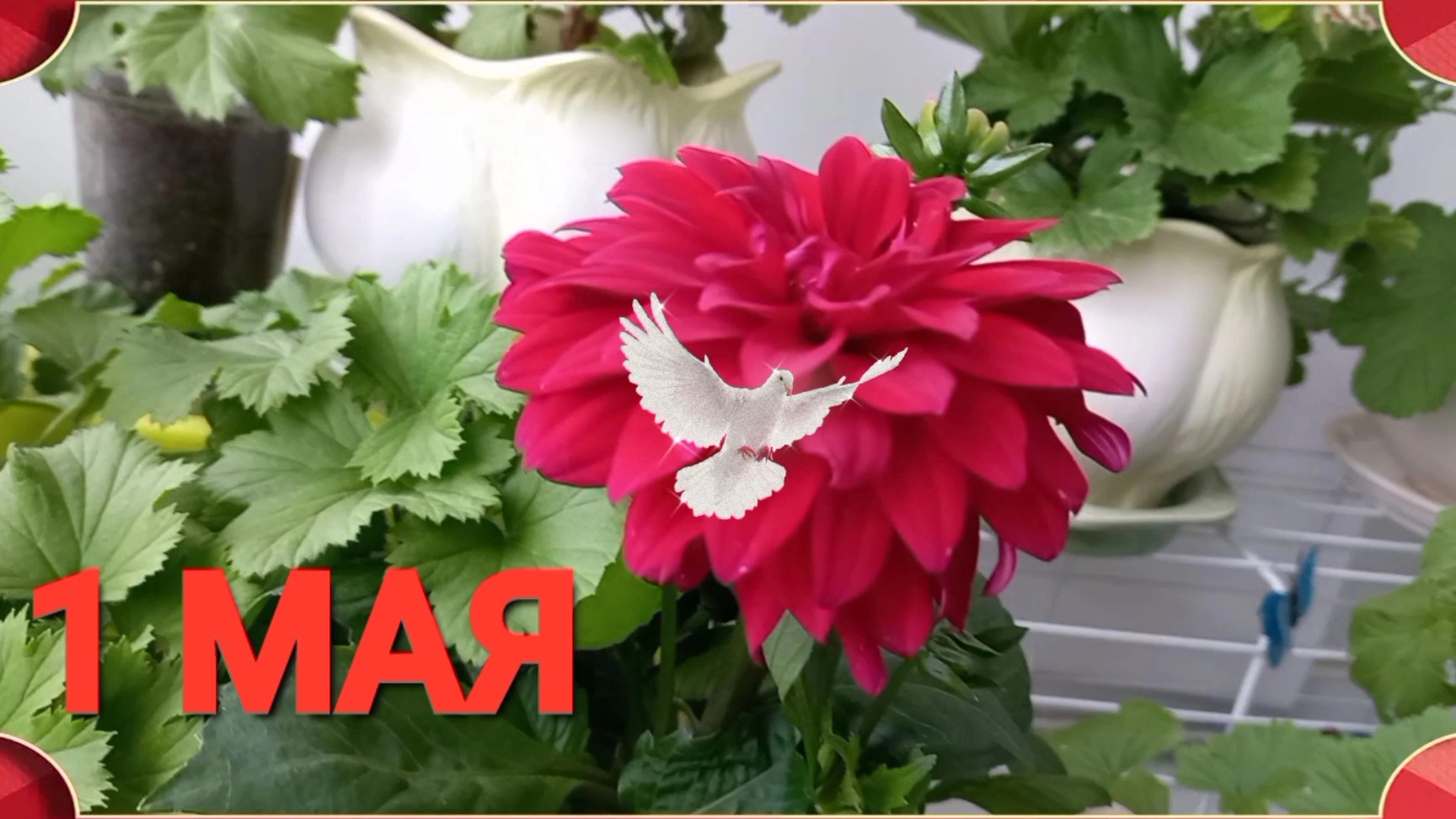 Красный Май.
Герани красные расцвели.