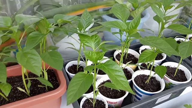 Дачные хлопоты. Мои растишки.