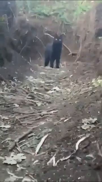 Кот Васька при обстреле на опыте, спустился в окоп.😼