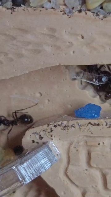 Муравьиная ферма