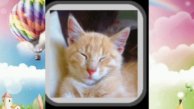 АСМР Мурчание и звуки Кошек #6 / Звуки для расслабления, сна и релаксации/ дыхание кошек и звук