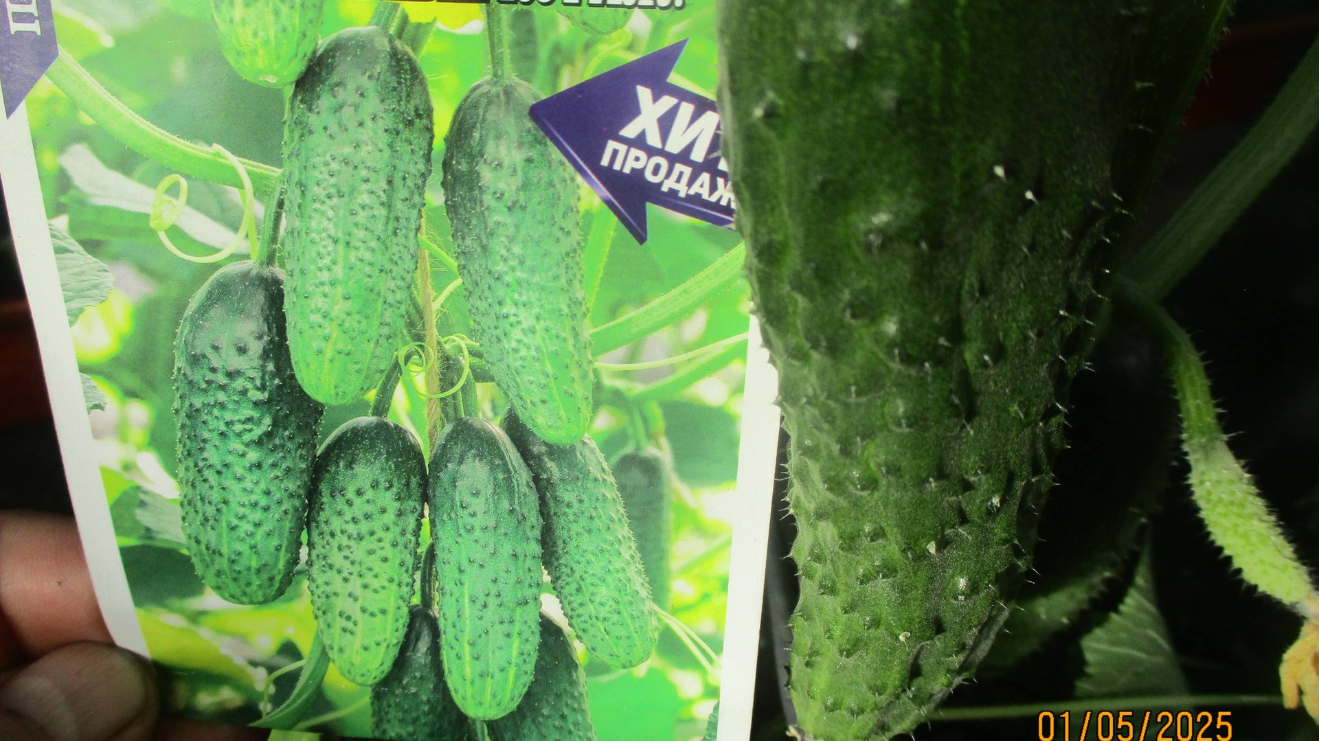 Самый лучший огурец этого года для получения раннего урожая.