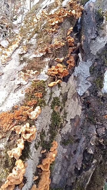 Аурикулярия плёнчатая #грибы