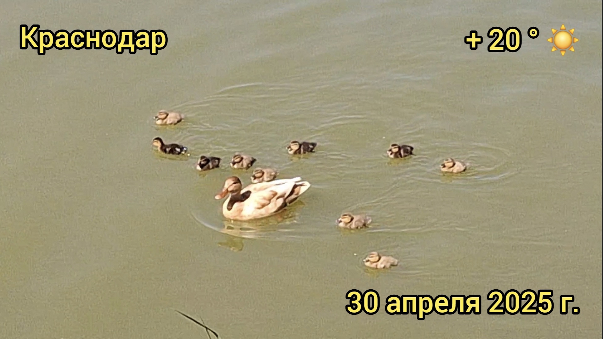 Краснодар - Парк стадиона Кубань - 30 апреля 2025 г.