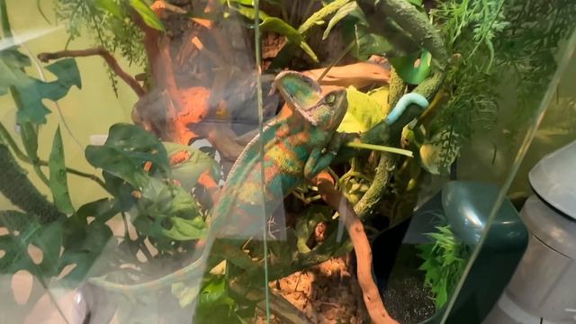 Хамелеоньи будни