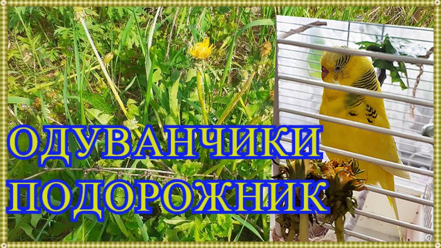 ВЕСЕННЯЯ ЗЕЛЕНЬ ДЛЯ ПОПУГАЕВ. ТРАВА ДЛЯ ВОЛНИСТЫХ ПОПУГАЕВ. Одуванчики и подорожник можно попугаю?