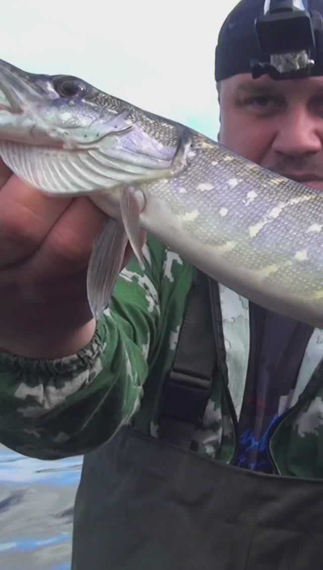 Рыбалочка, рыбалка. Обожаю тебя. #осень #хищник #fish #рыбалка #рыба #fishing #отдых #россия