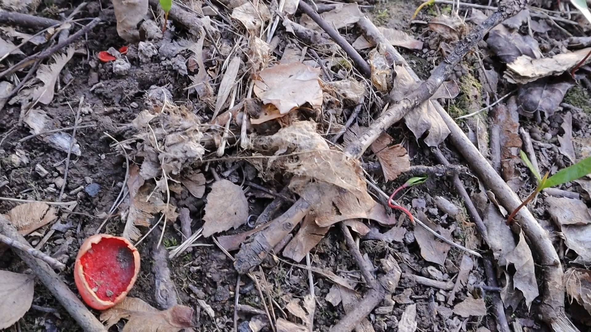 В поисках весенних грибов с собакой!