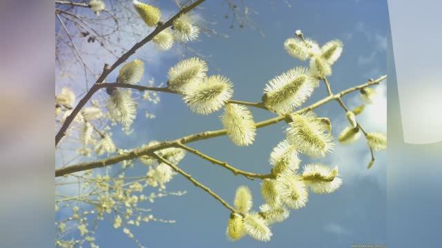 "В душе моей, что радуется свету " - поэт Нина Игнатова