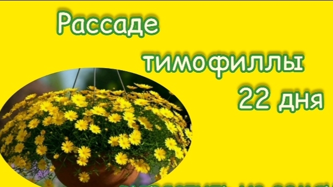 Тимофилла растет медленно.