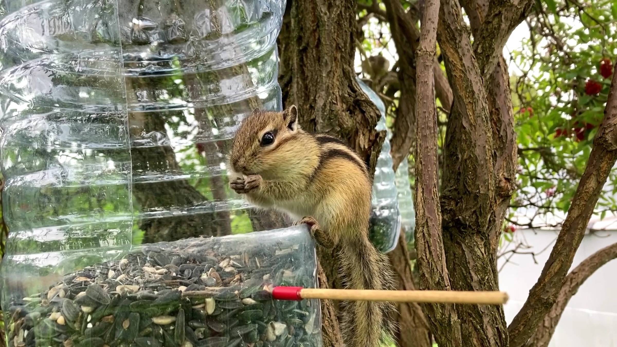 Бурундуки. Птицы Поползни, Синицы, Зеленушки. Часть 57