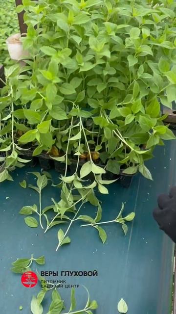 В Питомнике и Садовом центре Веры Глуховой приступили к «стрижке» черенков.