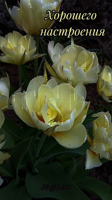 Хорошего настроения!