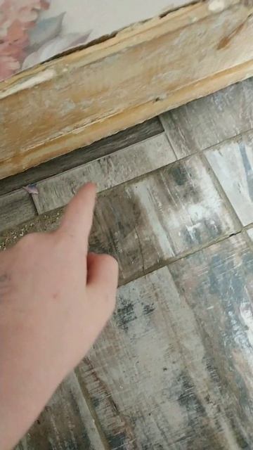 Рыжие лапки