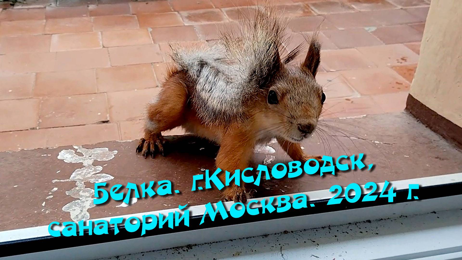 Белка. г.Кисловодск, санаторий "Москва". 2024 г.