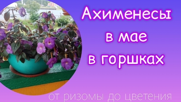 Рання прищипка ахименесов  очень важна!