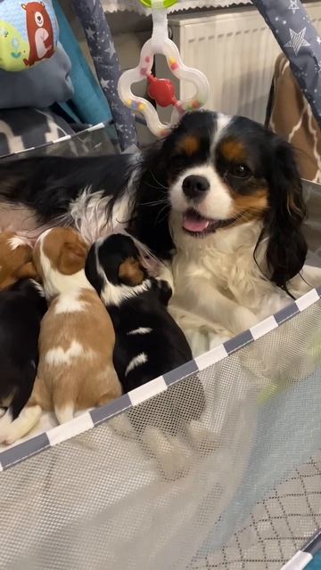 Самое мимишное видео