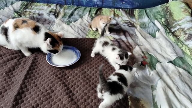 Кошка Надя пропала,а через месяц вернулась с котятами