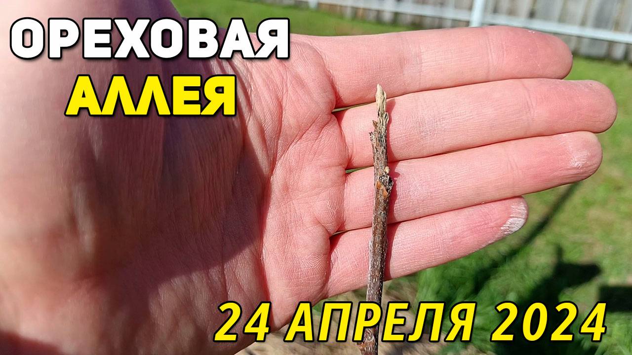 Ореховая Аллея в средней полосе России 24 апреля 2024 года