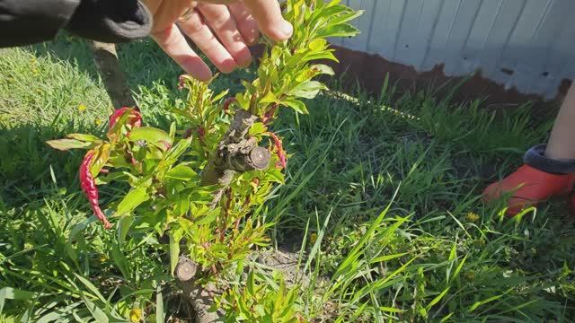 Утренний осмотр фруктовых растений после заморозков.