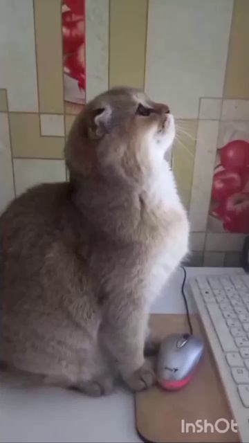 Мотя и забавные команды