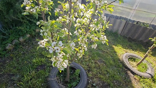 Утренний обход Садово тепличных Владений после грозы и града.