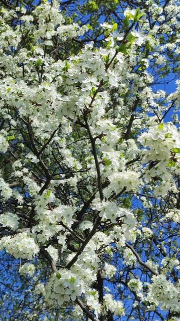 Весенняя Москва. Зацвели черемуха и вишня. Апрель 2025