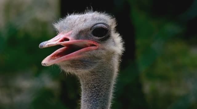 ЧТО ЭТО! СТРАУСООБРАЗНЫЕ в неволе. Огромные СТРАУСЫ на ферме преподносят сюрприз!!!