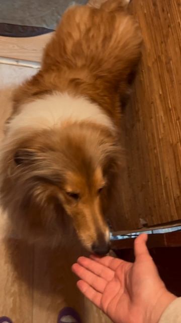 Как Шерри встречает гостей 😅