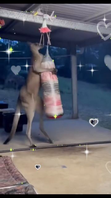 В Австралии кенгуру записалась на бокс.