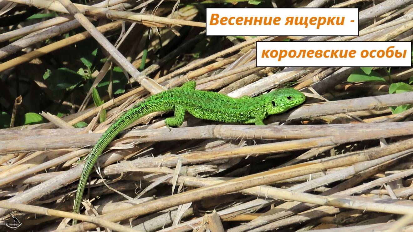 Изумрудные ящерки - королевские особы. И их владения. Весна 2025