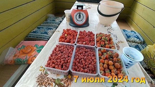7 соток. Собираю клубнику и малину каждый день с огорода. Хроника июль 1 часть 2024 год