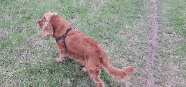 Моя прогулка на природе с Английским спаниелем Арчи 01.05.2025