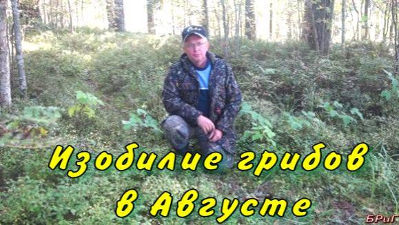 Изобилие грибов в августе. Белые, подосиновики!