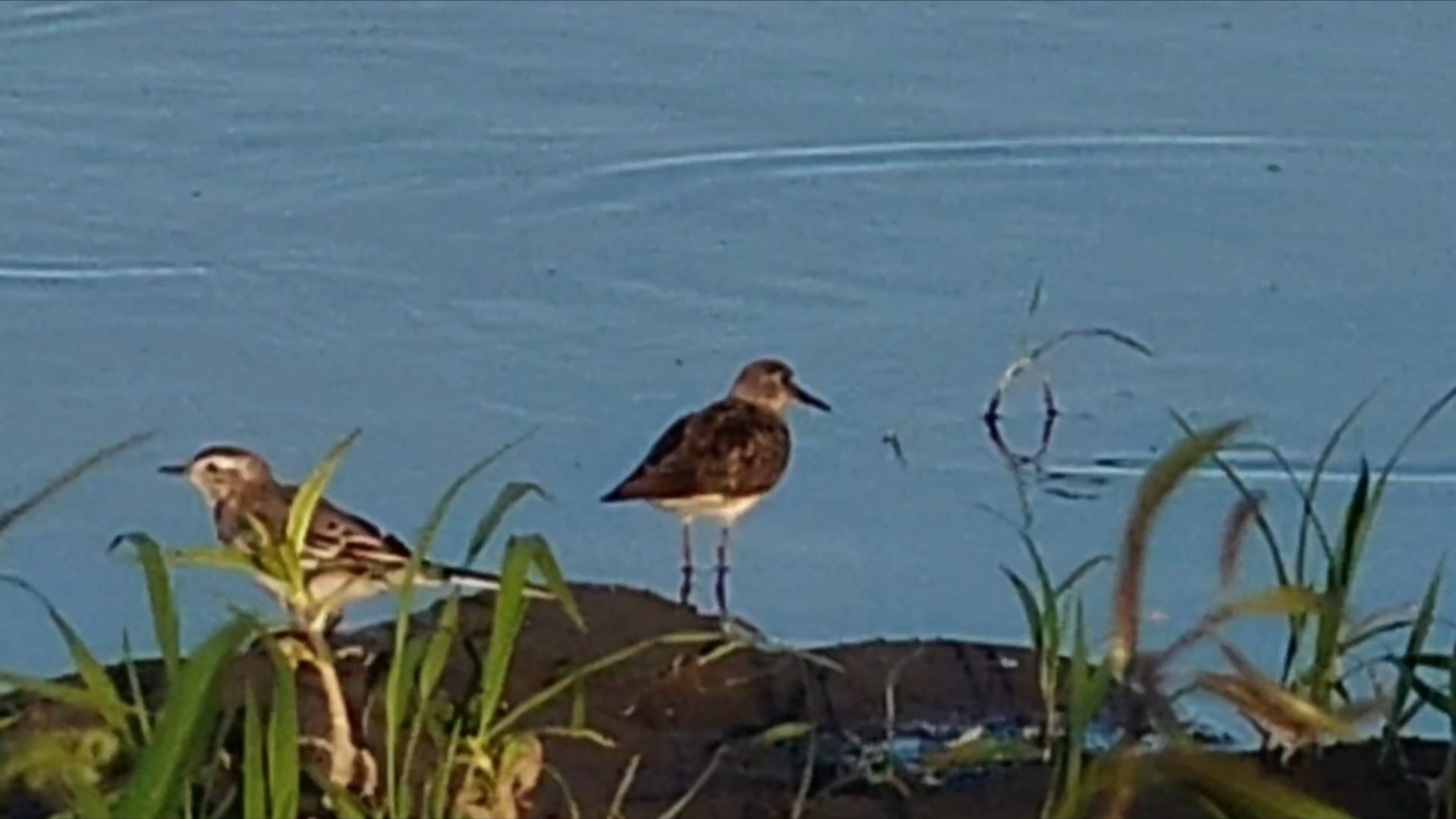 ПТИЧИЙ ПЛЯЖ или ВОДНЫЕ ПРОЦЕДУРЫ ПЕРНАТЫХ.