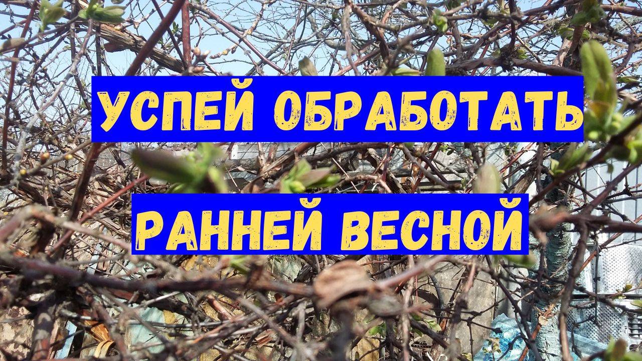 Как обработать сад весной