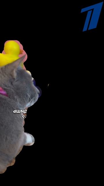 kotiynet мультивселенная фильм трейлер