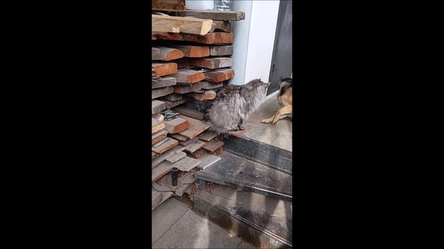 Собака. Кот. Том и Кос.