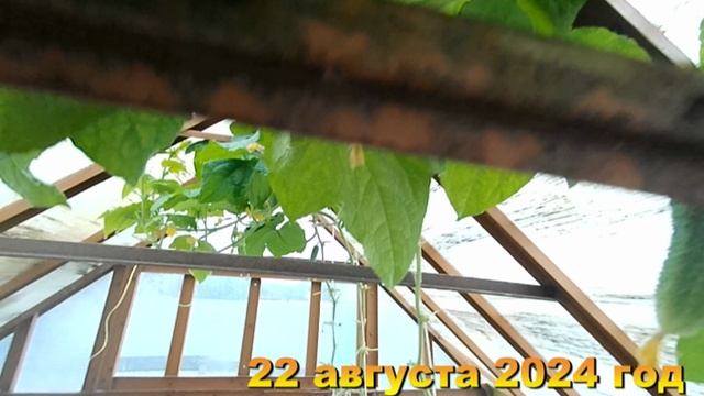 7 соток. В конце лета собираю малину, груши, огурцы, помидоры. Хроника Август 2024 год 2 часть