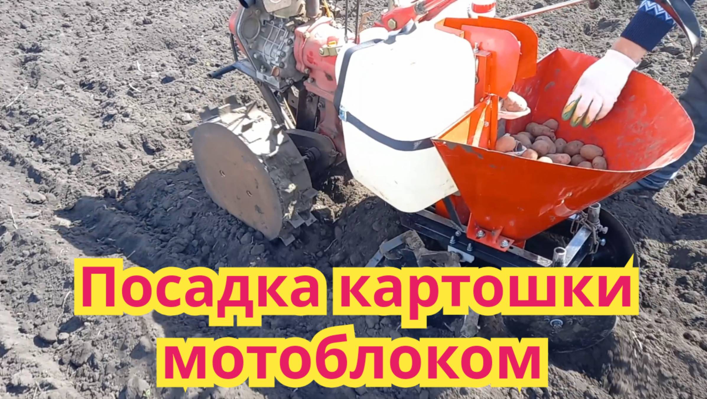Посадка картошки,мотоблоком.