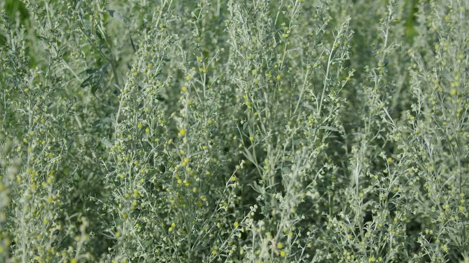 Кровь после полыни горькой. Удивительный результат