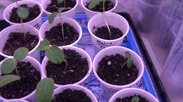 Почему огурцы в банке становятся мягкими? Делюсь своими проверенными сортами!