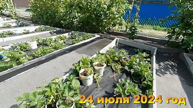 7 соток. Собираю ягоды ведрами. Хроника  Июль 2024 год 2 часть