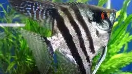 скалярия и сомы