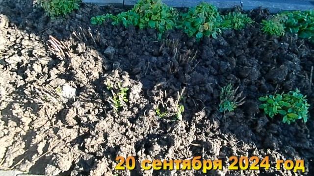 7 соток. Начинаю закрытие дачного сезона. Хроника Сентябрь 2024 год  2 часть