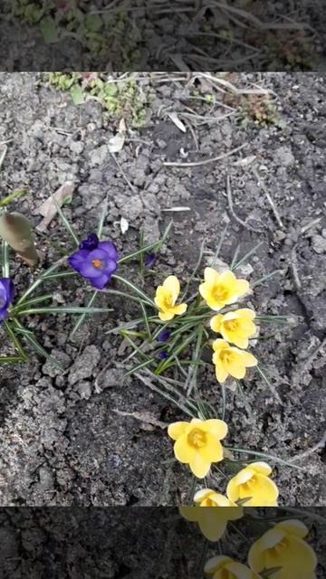 Крокусы в моем палисаднике, весна 2019 год