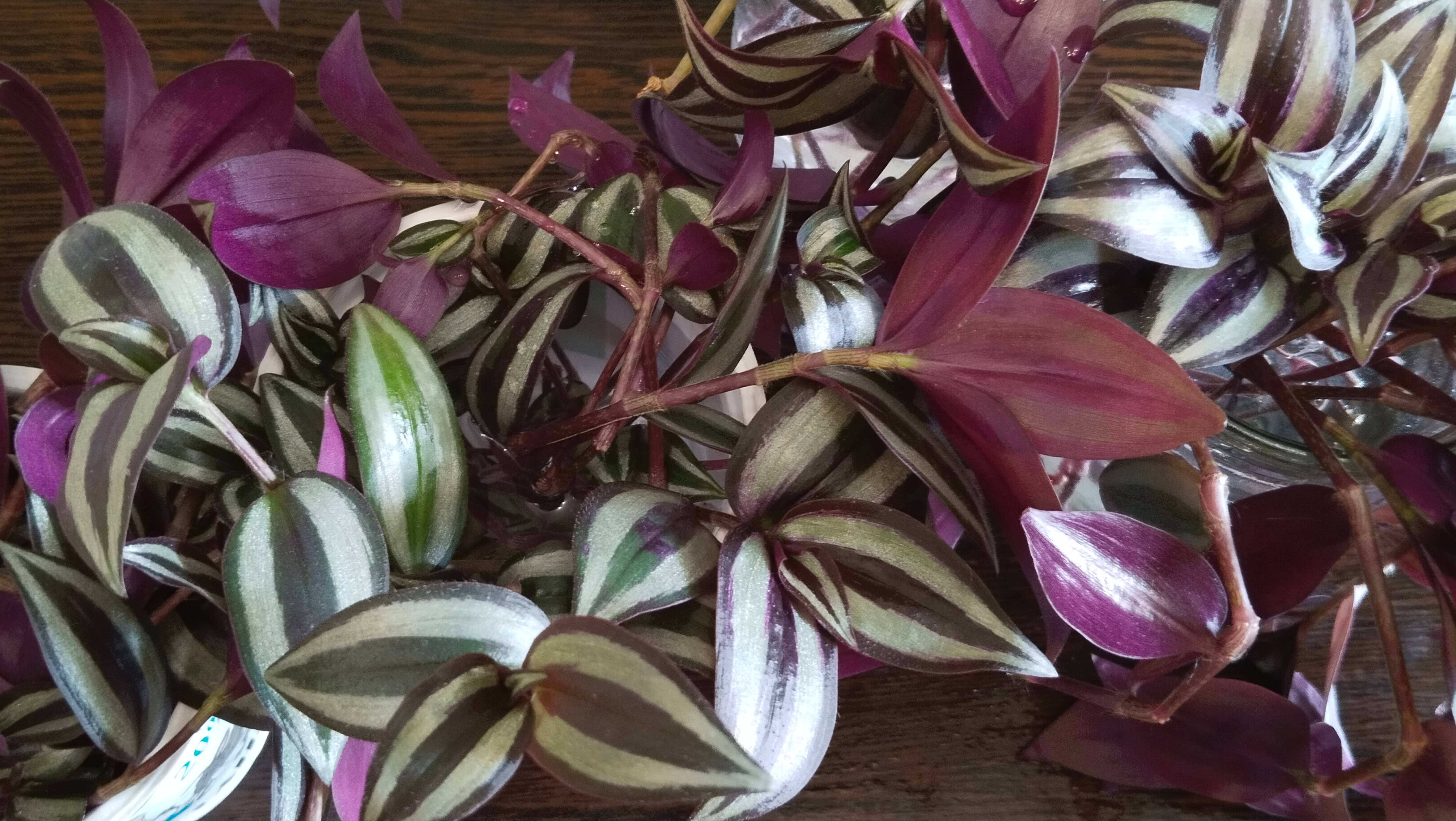 Традесканция. Черенкую и планирую использовать для оформления сада