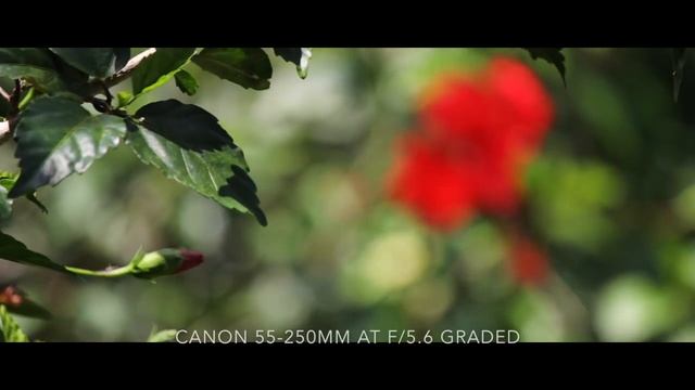 Винтажный ретро Soligor 200mm f3.5 - видео тест